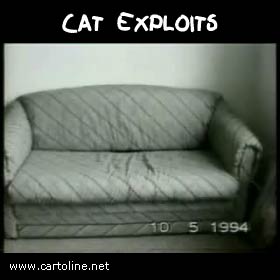 Funny cat exploits